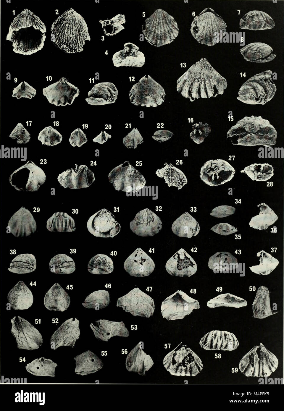Brachiopoda and biostratigraphy of the Silurian-Devonian Delorme ...