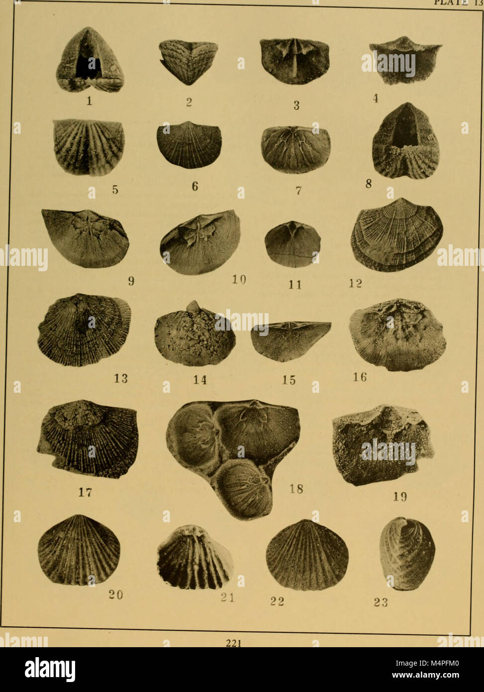 Brachiopod genera of the suborders Orthoidea and Pentameroidea (1932 ...