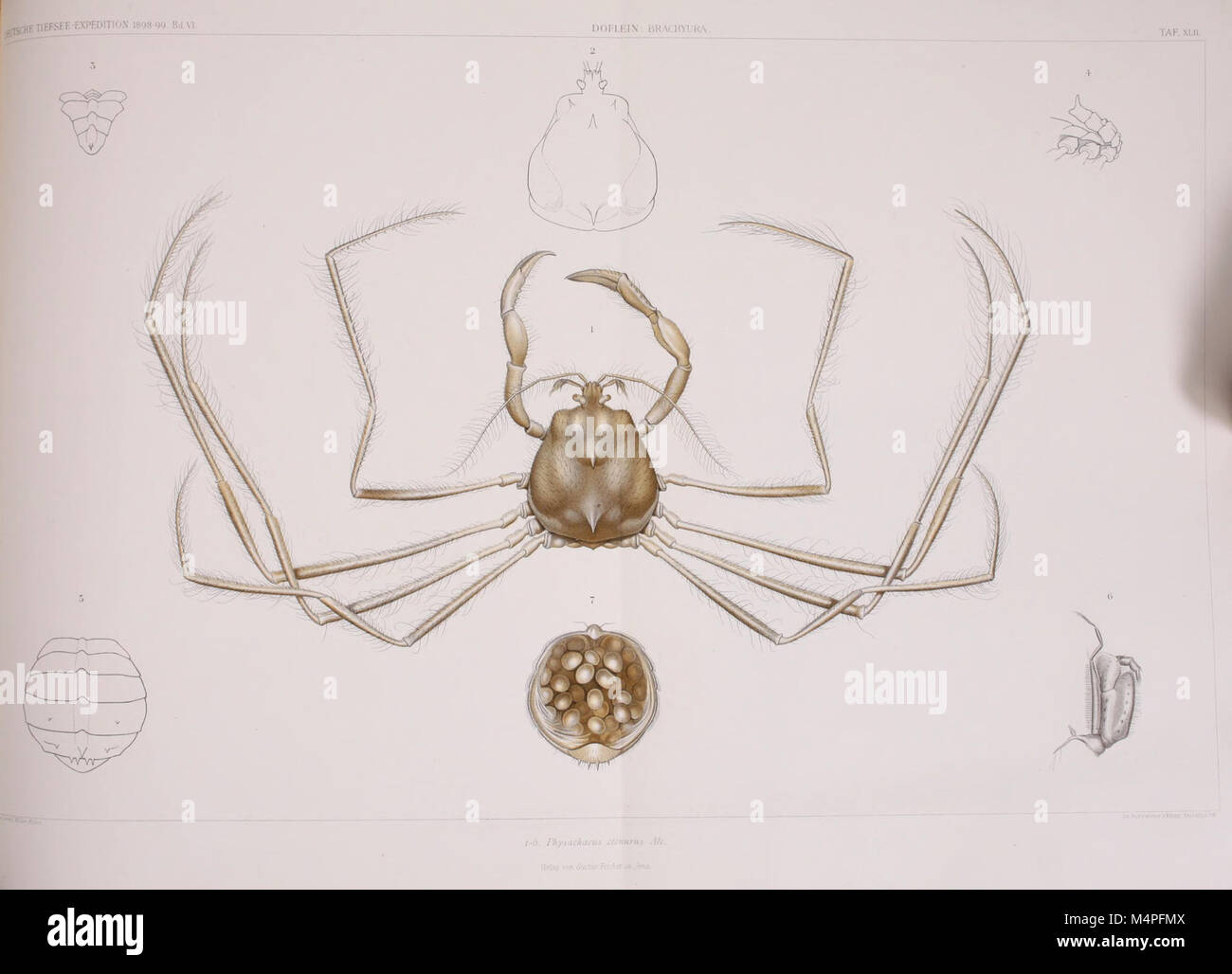 Brachyura (1904) (20219590848 Stock Photo - Alamy