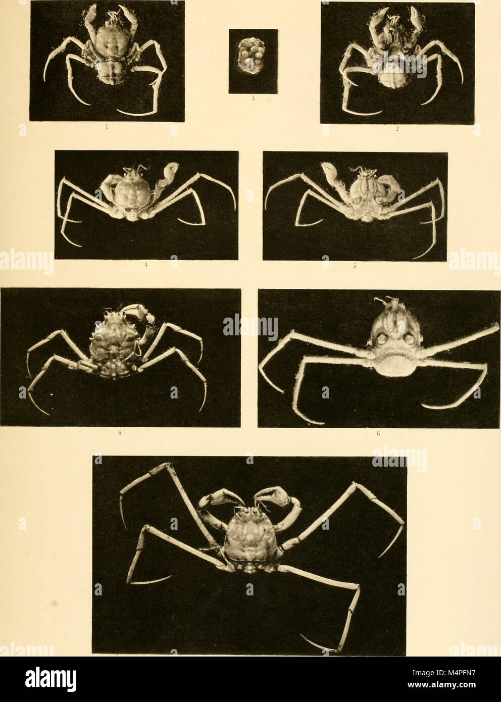 'Brachyura' (1904) is a scientific work focusing on the study of true ...
