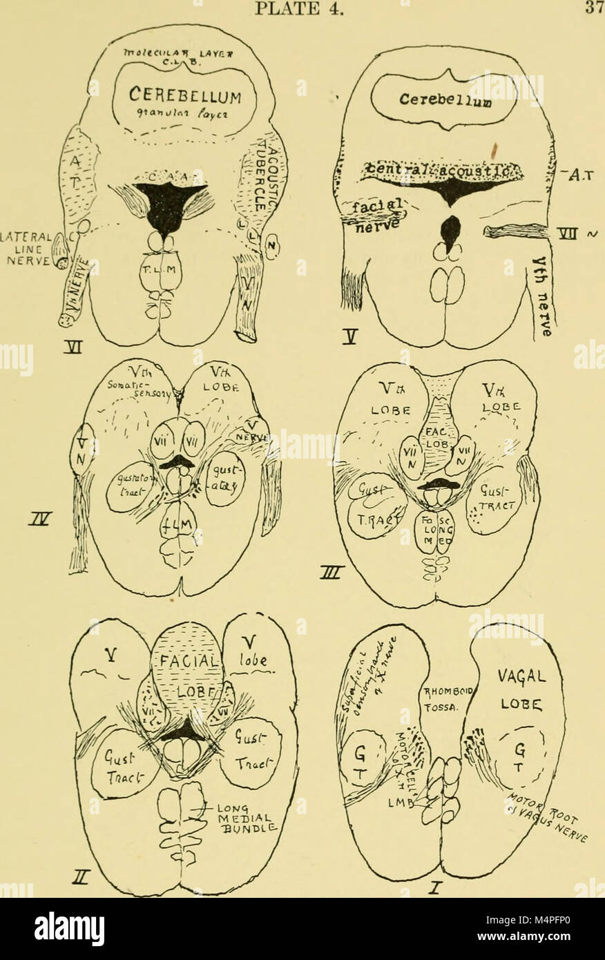 Brain and body of fish; a study of brain pattern in relation to hunting ...