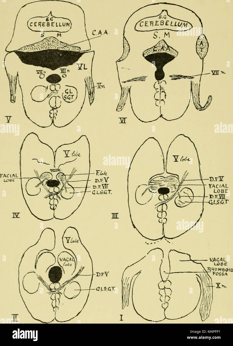 This study (1940) investigates the relationship between the brain ...