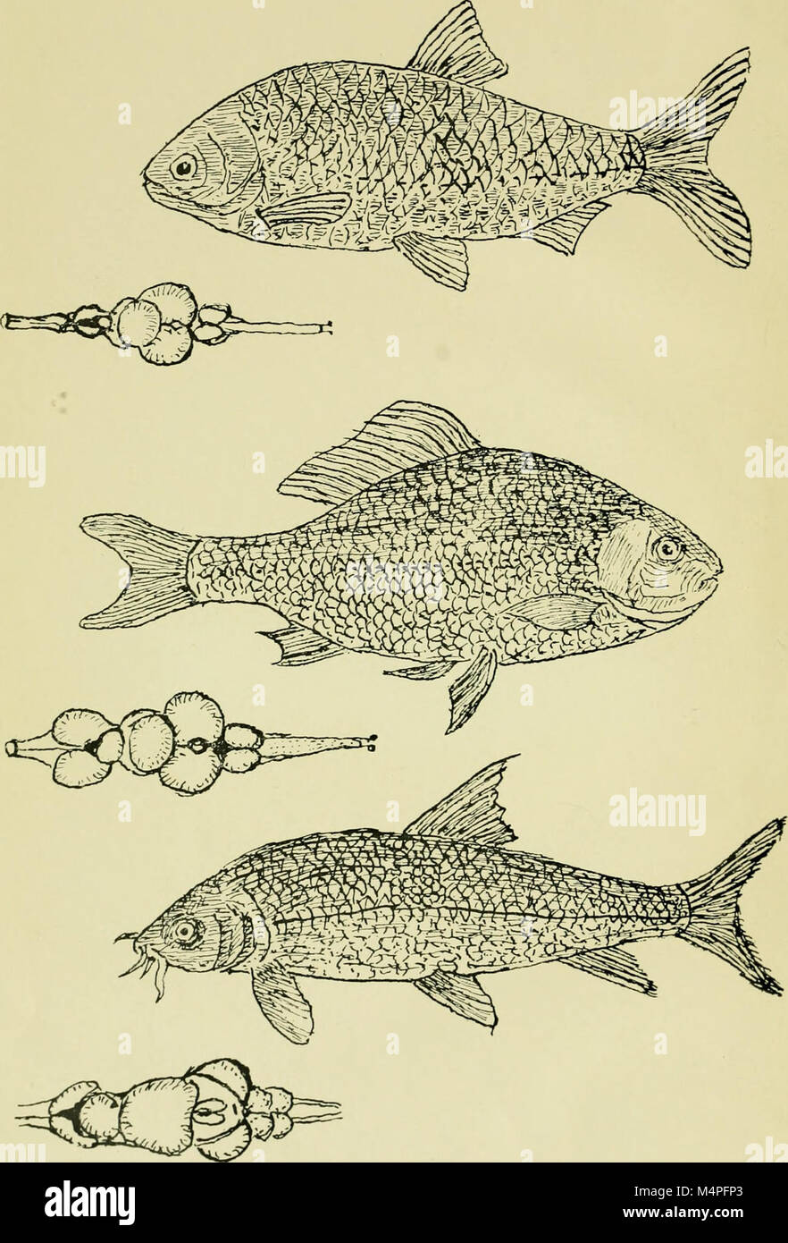 Brain and body of fish; a study of brain pattern in relation to hunting ...
