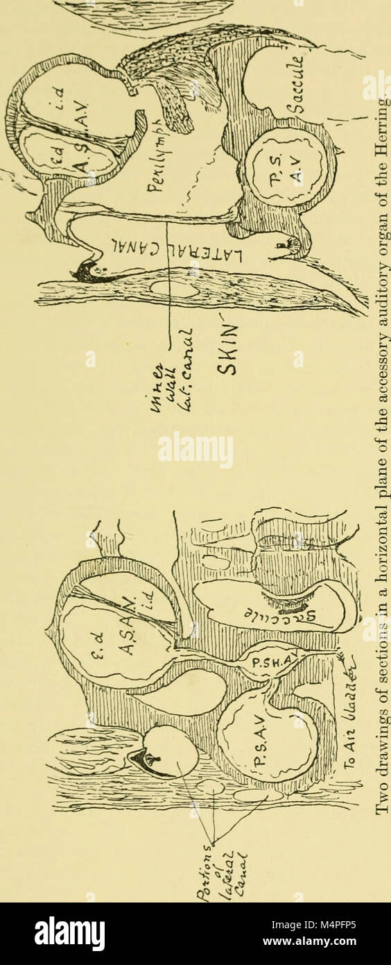 Brain and body of fish; a study of brain pattern in relation to hunting ...