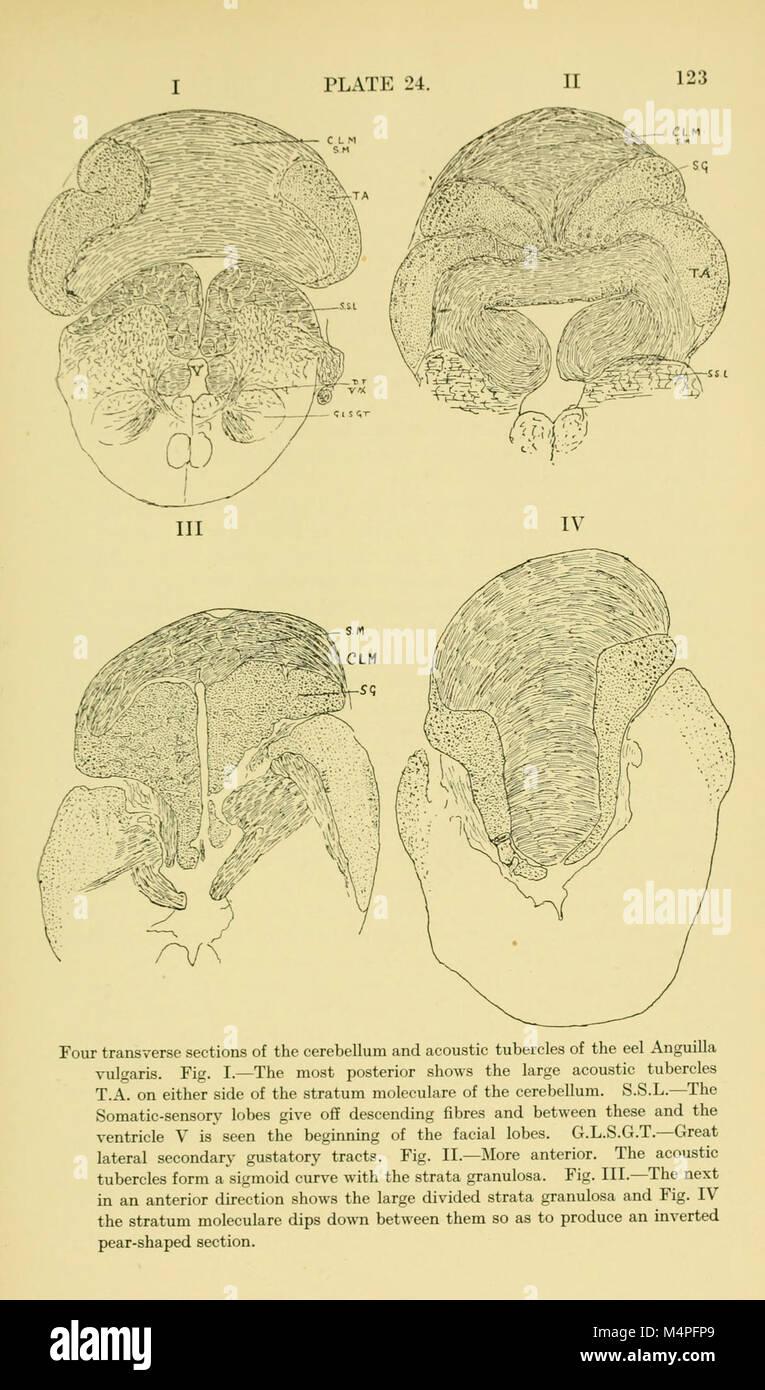 Brain and body of fish; a study of brain pattern in relation to hunting ...