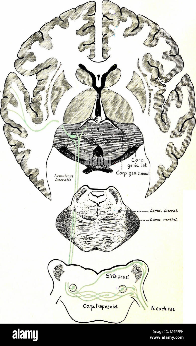 This 1912 manual focuses on the anatomy and structure of the brain and ...