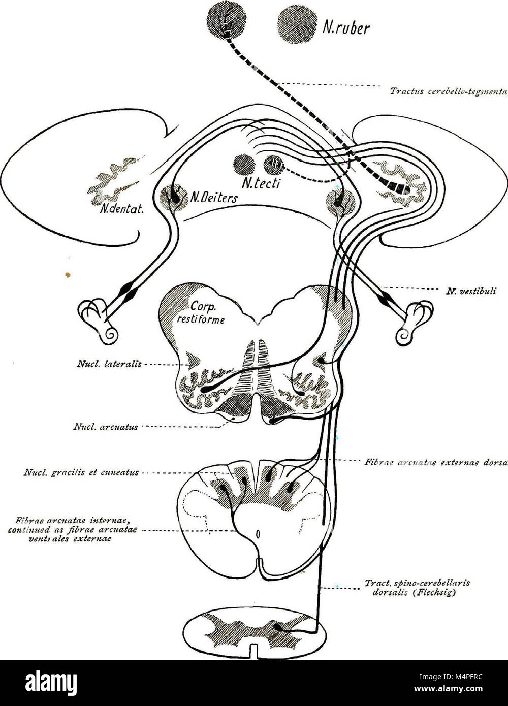 This 1912 manual focuses on the anatomy and morphology of the brain and ...