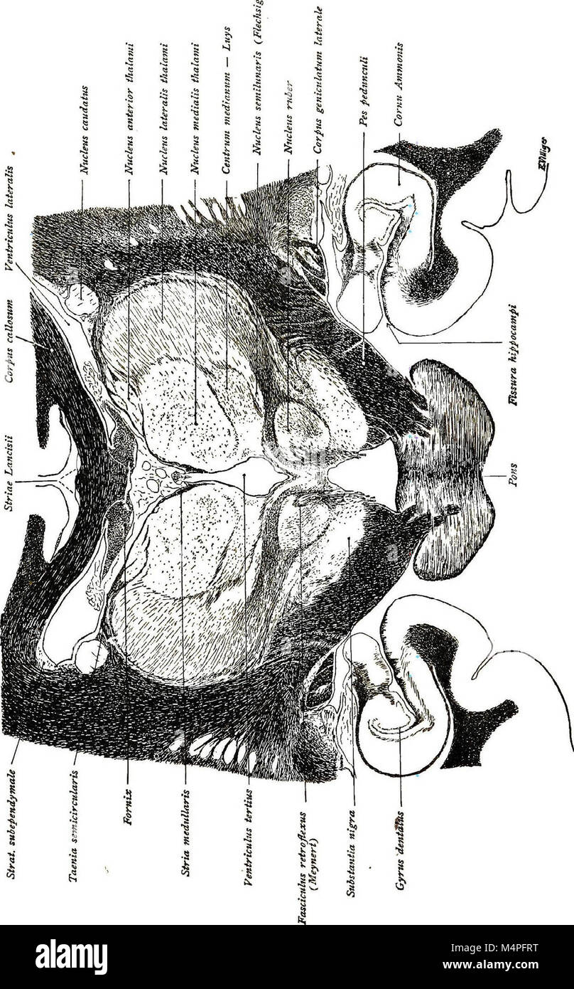 This manual, 'Brain and Spinal Cord' (1912), serves as a guide to the ...