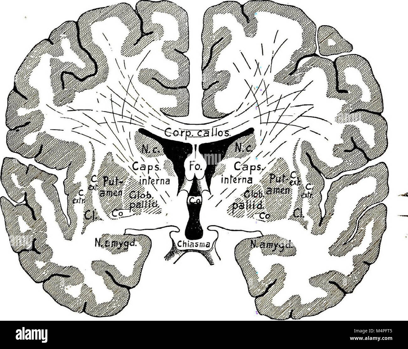 This 1912 manual covers the morphology and fibre tracts of the brain ...