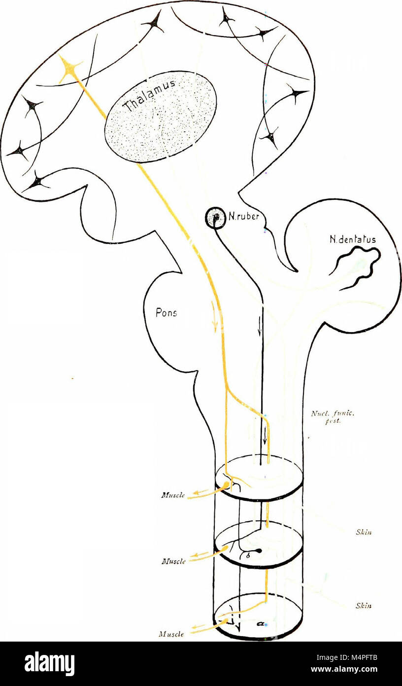 This 1912 manual offers a detailed study of the brain and spinal cord ...