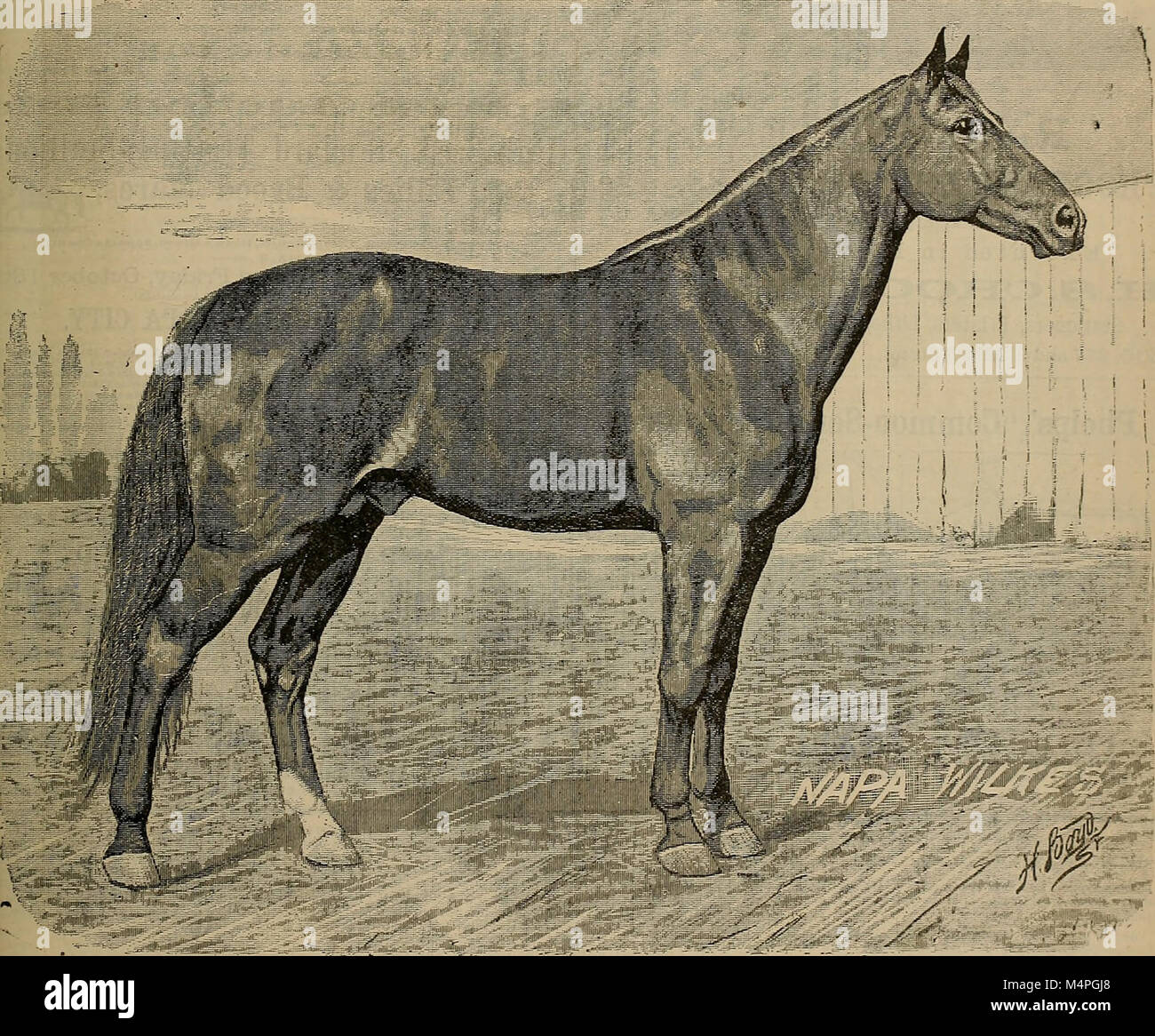 Breeder and sportsman (1890) (20221420000 Stock Photo - Alamy