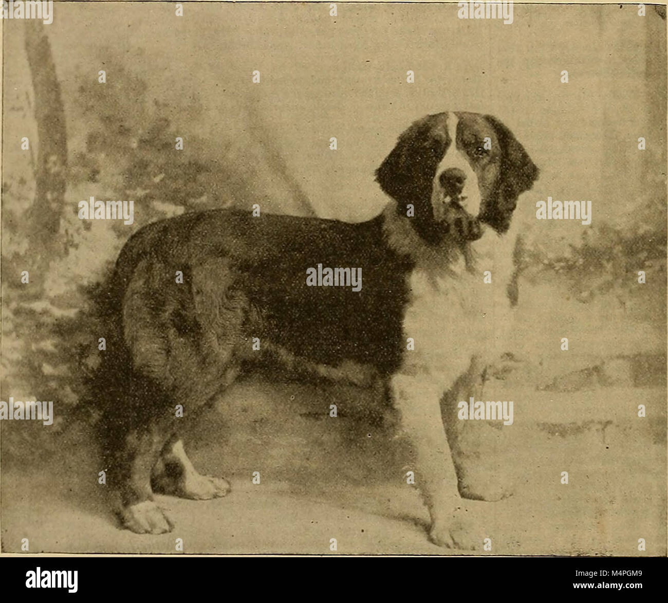 Breeder and sportsman (1896) (14595555377 Stock Photo - Alamy