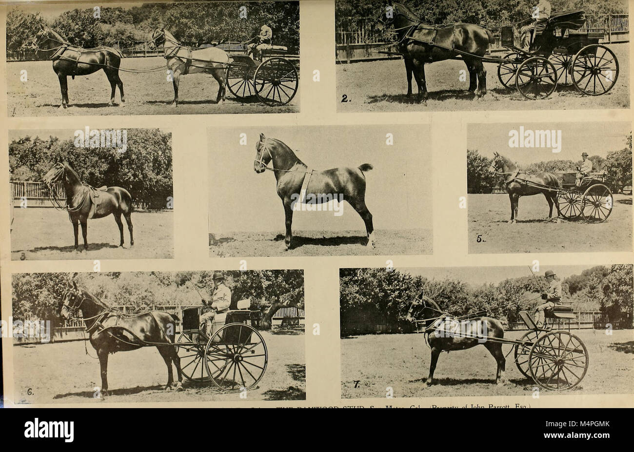 Breeder and sportsman (1899) (20409440085 Stock Photo - Alamy