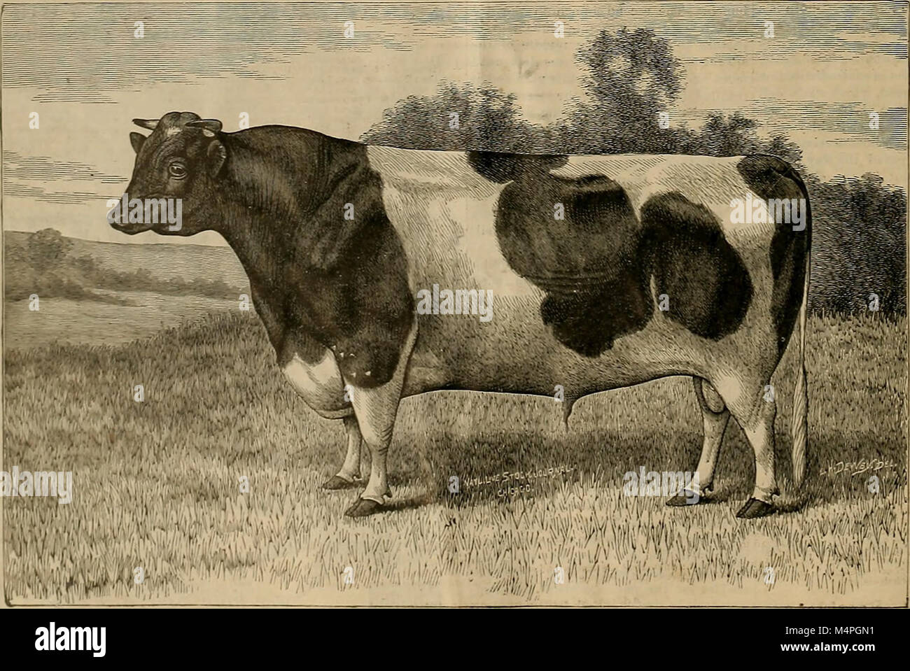 Breeder and sportsman (1901) (19788929593 Stock Photo - Alamy