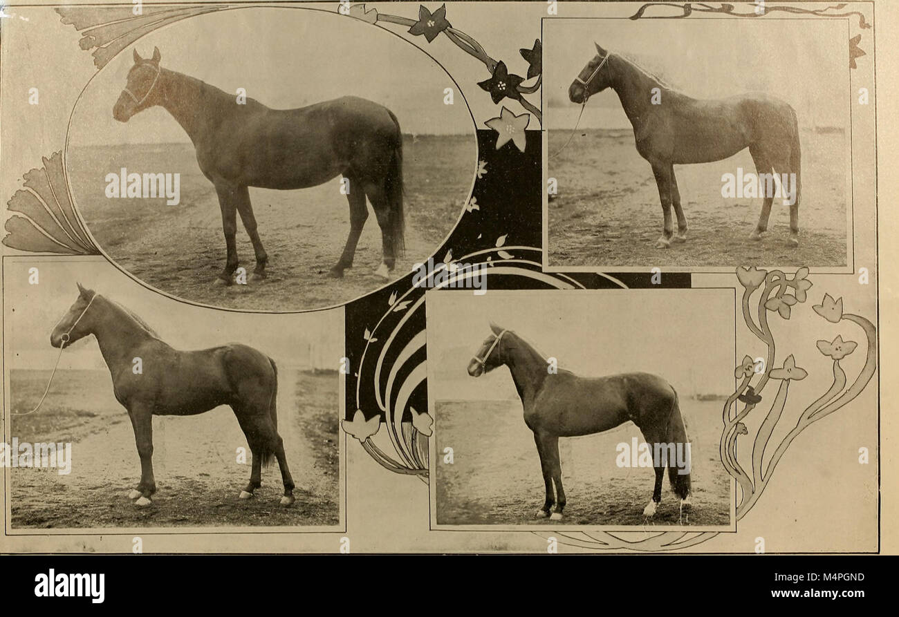 Breeder and Sportsman (1903) is a periodical dedicated to animal ...