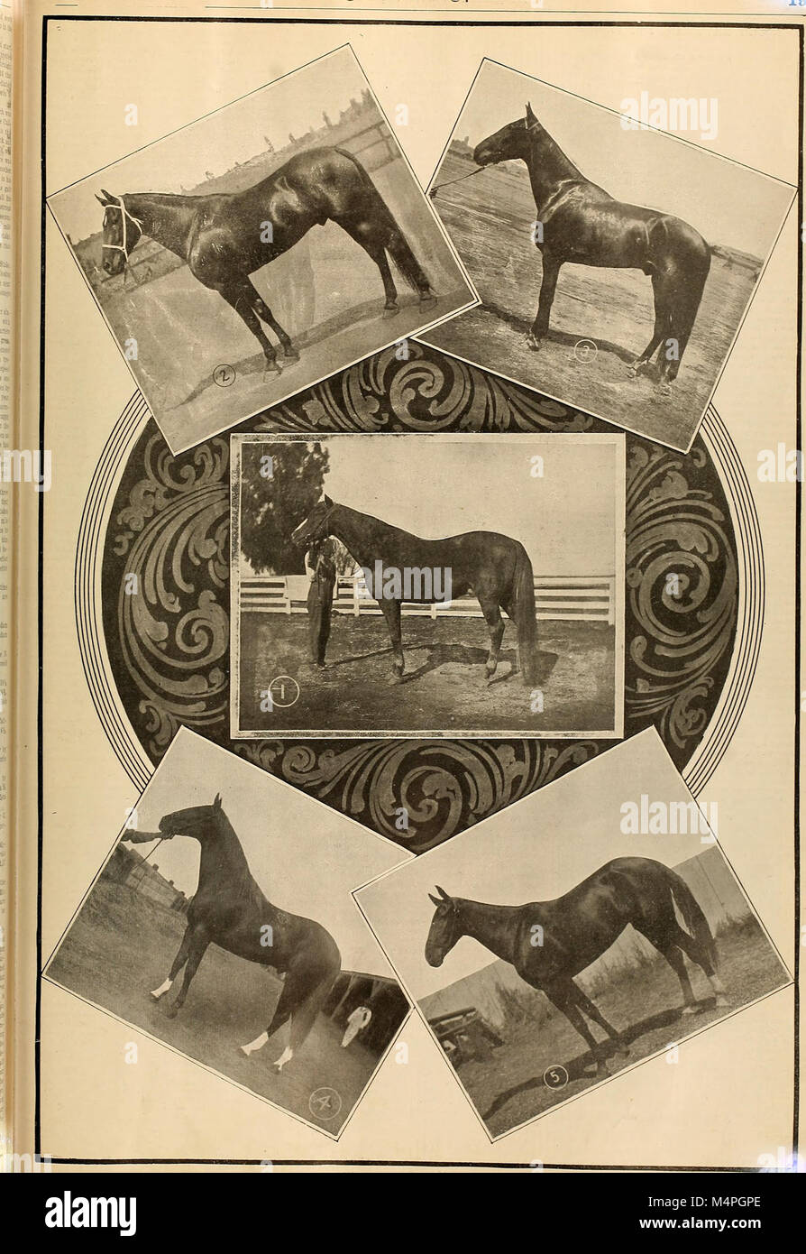 Breeder and sportsman (1905) (20411434285 Stock Photo - Alamy