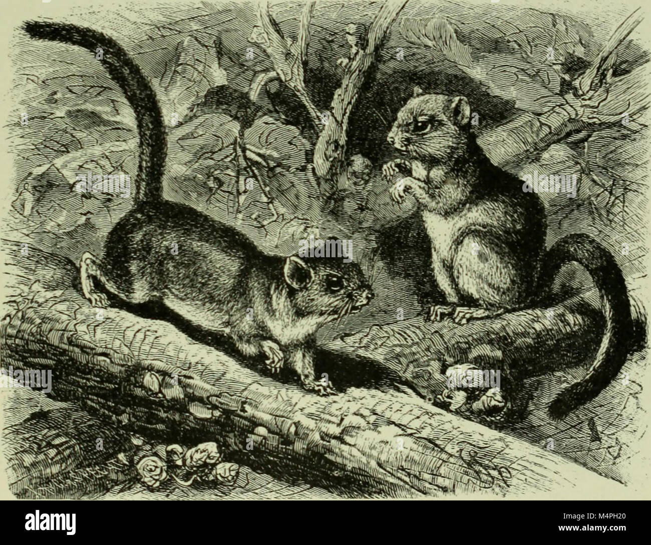 Brehm's Life of animals - a complete natural history for popular home ...