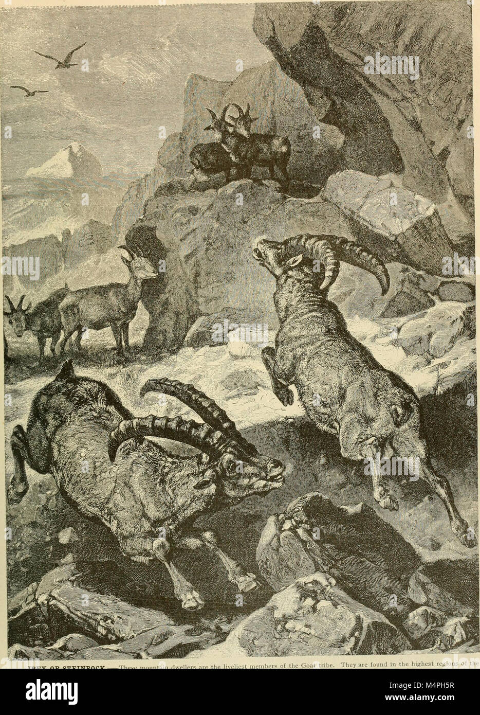 This work provides a comprehensive natural history of animals, focusing ...