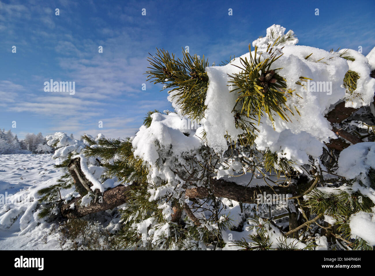 Evergreen forest snow hi-res stock photography and images - Alamy