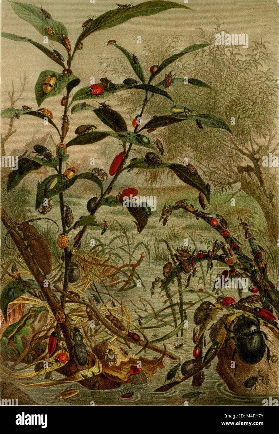 A comprehensive work on animal life, detailing the nature and ...