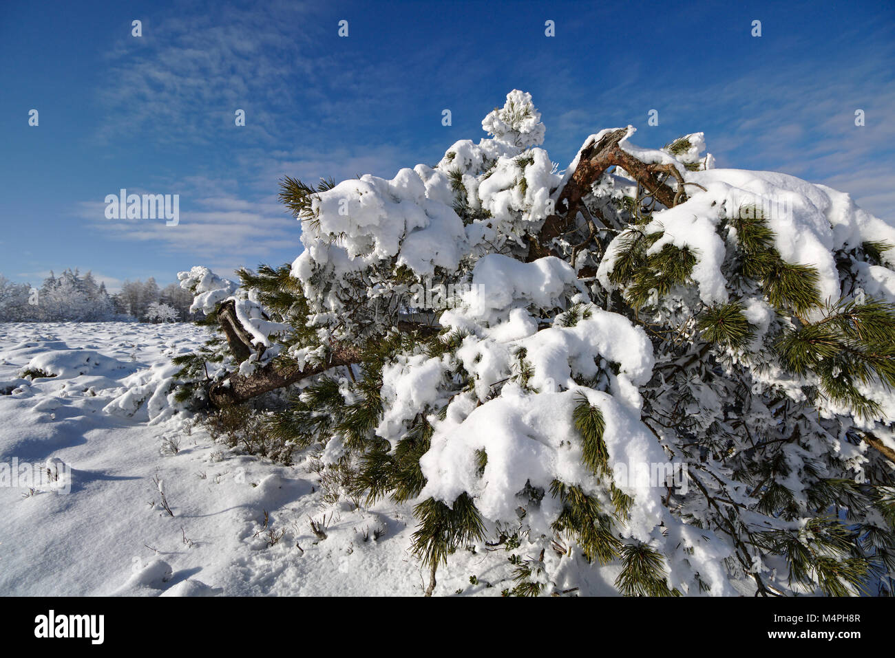Evergreen forest snow hi-res stock photography and images - Alamy