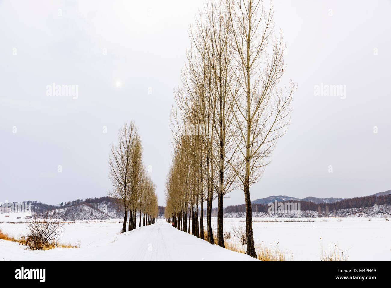 Symmetrical trees hi-res stock photography and images - Alamy