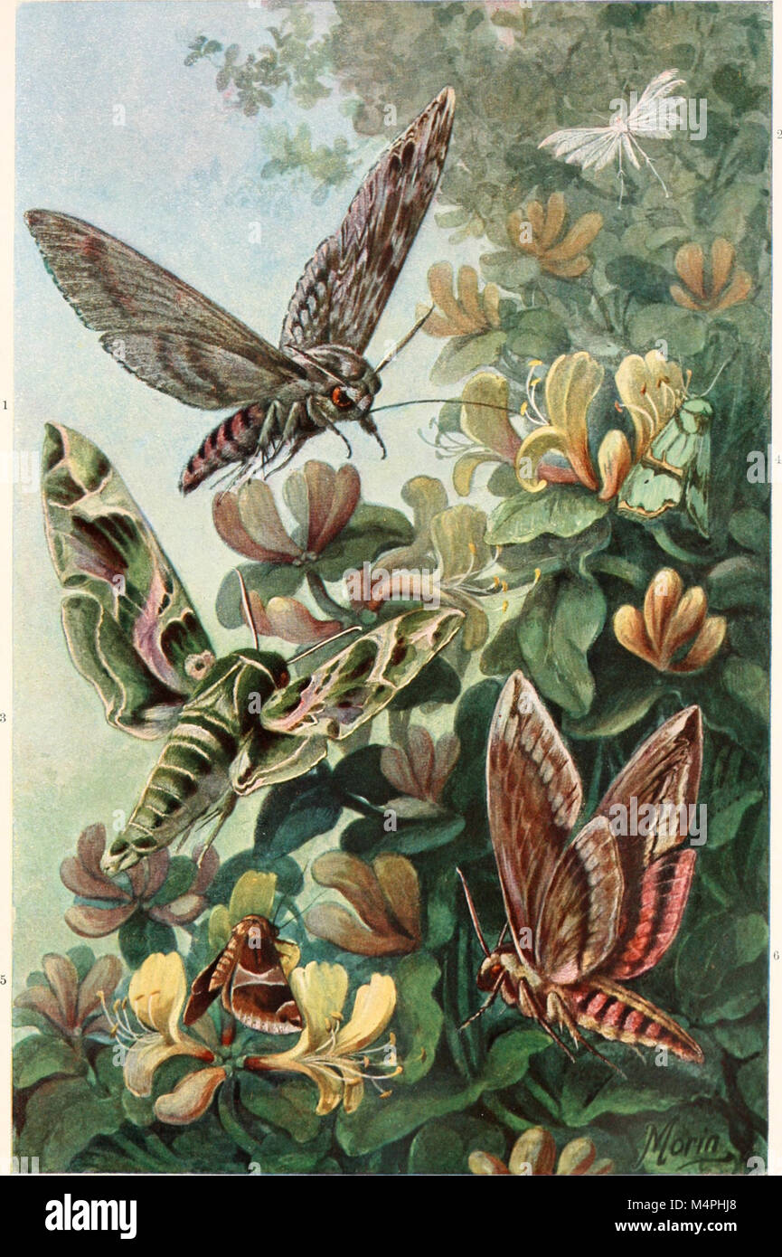 This multi-volume work, Brehms Tierleben, offers a comprehensive ...