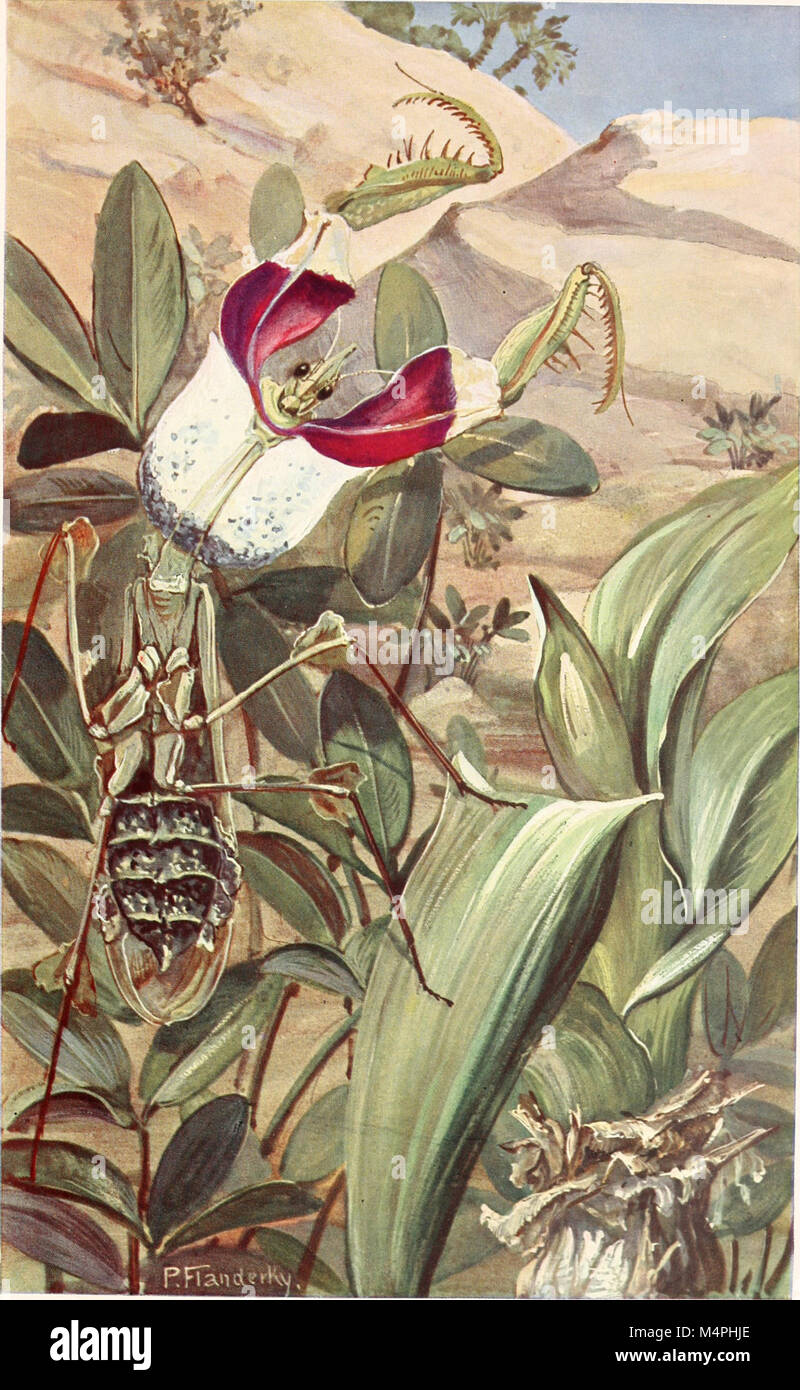 'Brehms Tierleben' is an extensive work covering general knowledge of ...