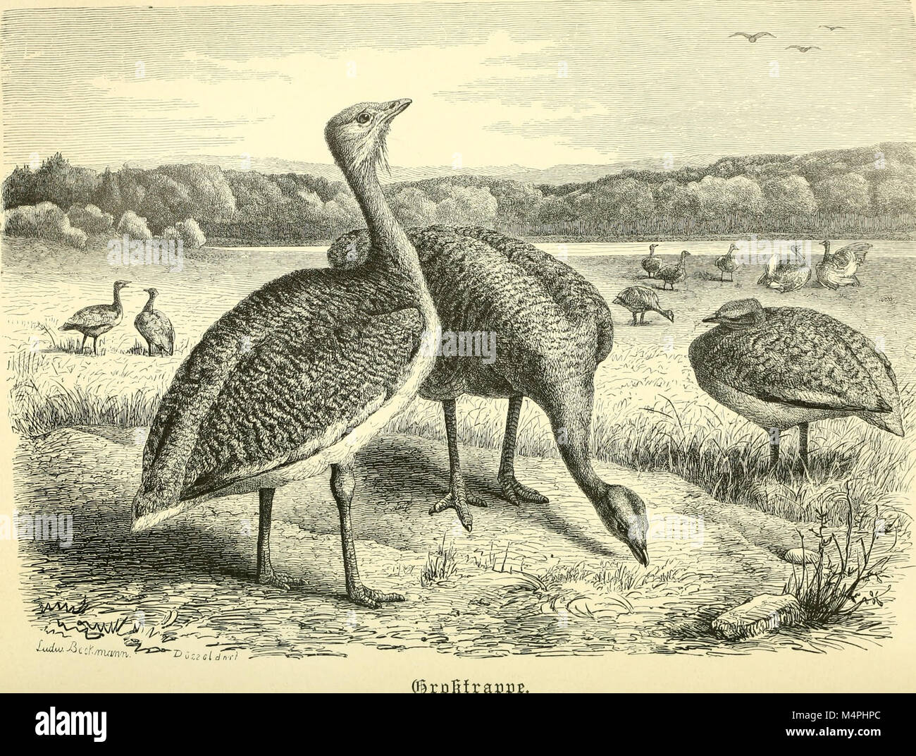 This 1893 work provides a comprehensive overview of animal life, with ...