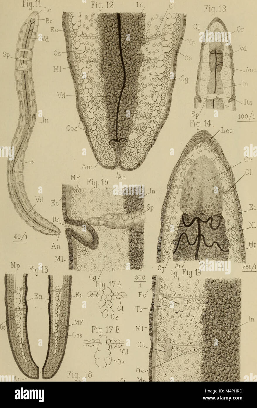 The 1889 'Annales des sciences naturelles' is a French scientific ...