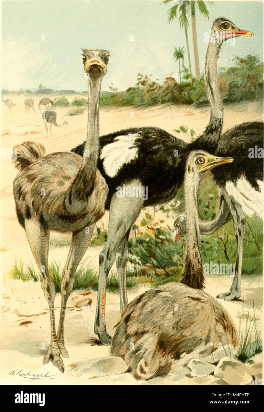Brehm's Animal Life (1893) is a comprehensive work detailing animal ...