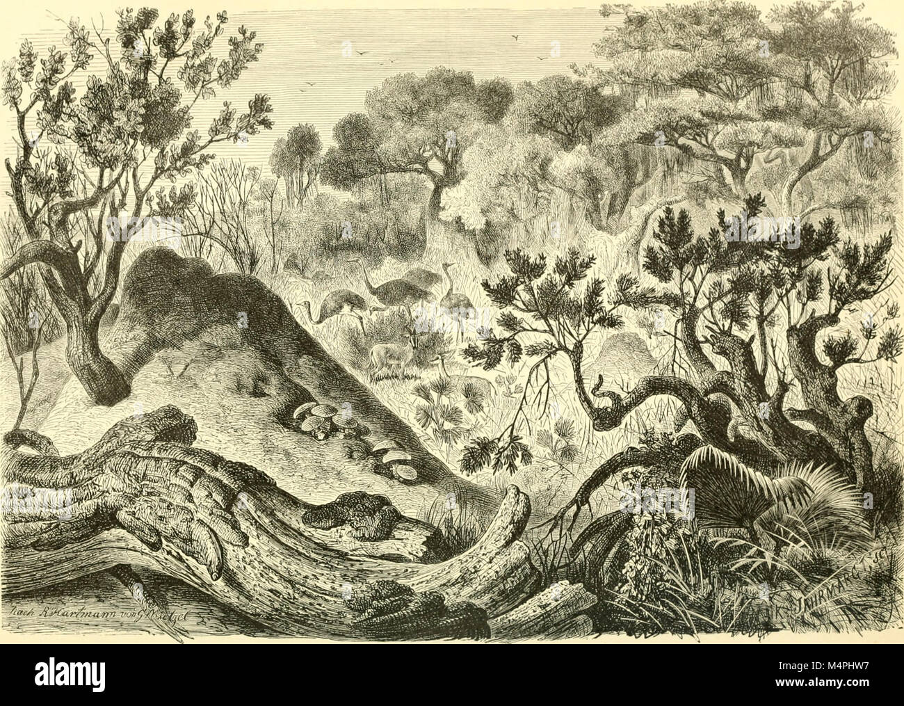 'Brehms Tierleben' (1893) is a comprehensive zoological work by Alfred ...