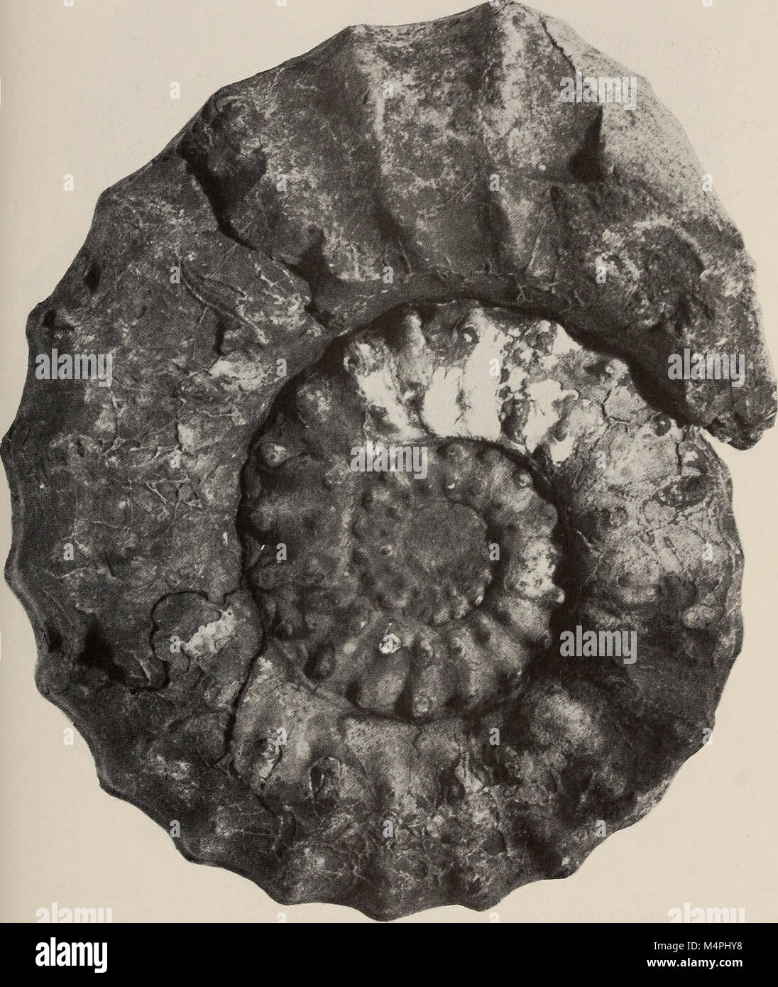 Annals of the South African Museum - Annale van die Suid-Afrikaanse ...