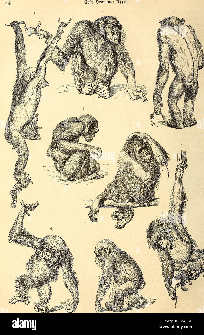 Brehm's Life of Animals (1890) is a comprehensive work on the animal ...