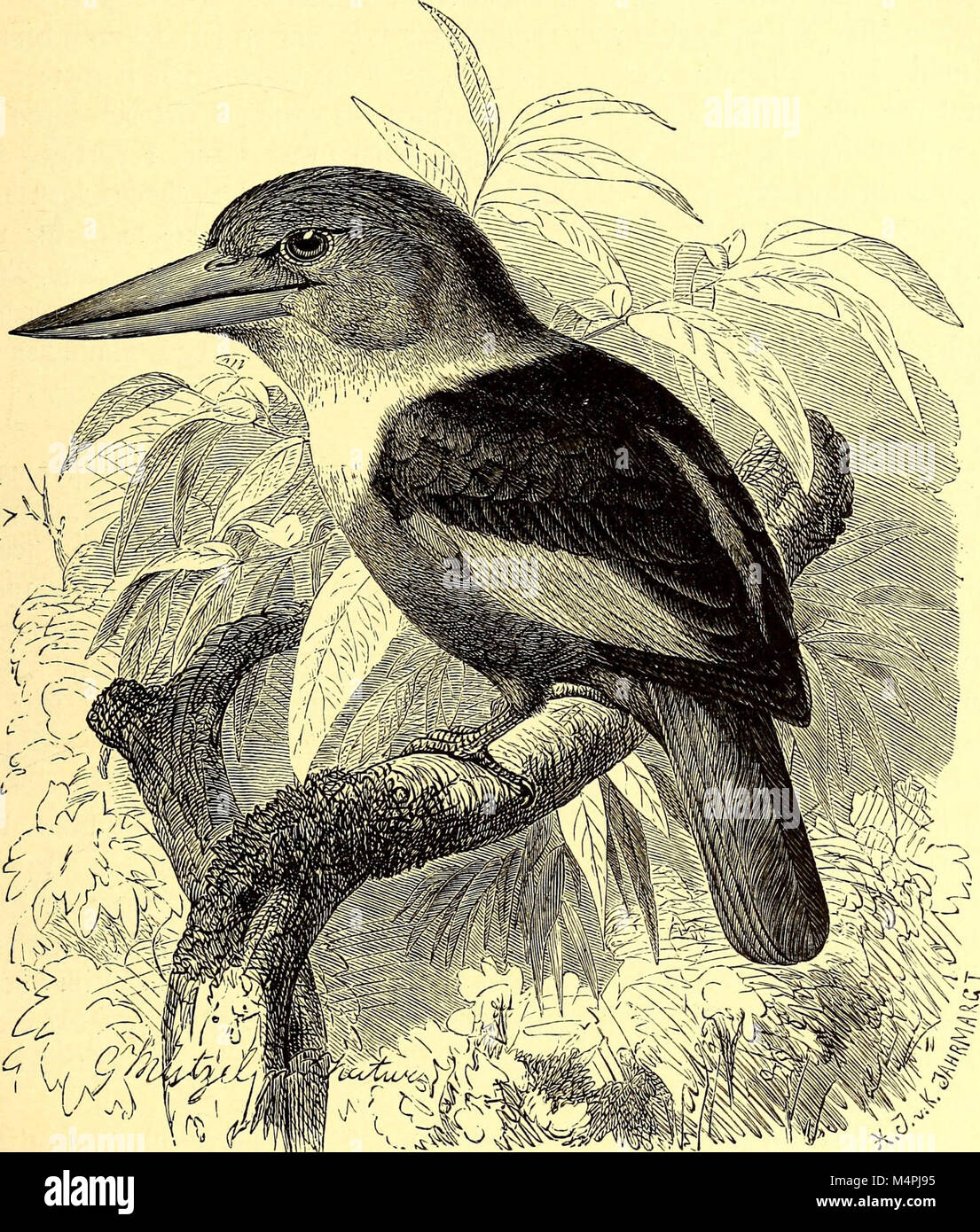 'Brehms Tierleben' (Brehm's Life of Animals) is a 1891 work providing a ...