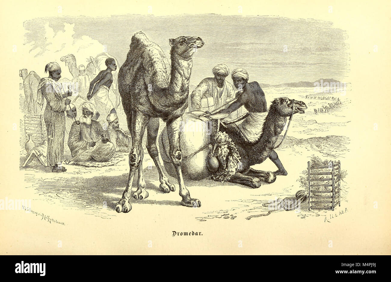 The 1891 work 'Brehms Tierleben' is a comprehensive study of the animal ...