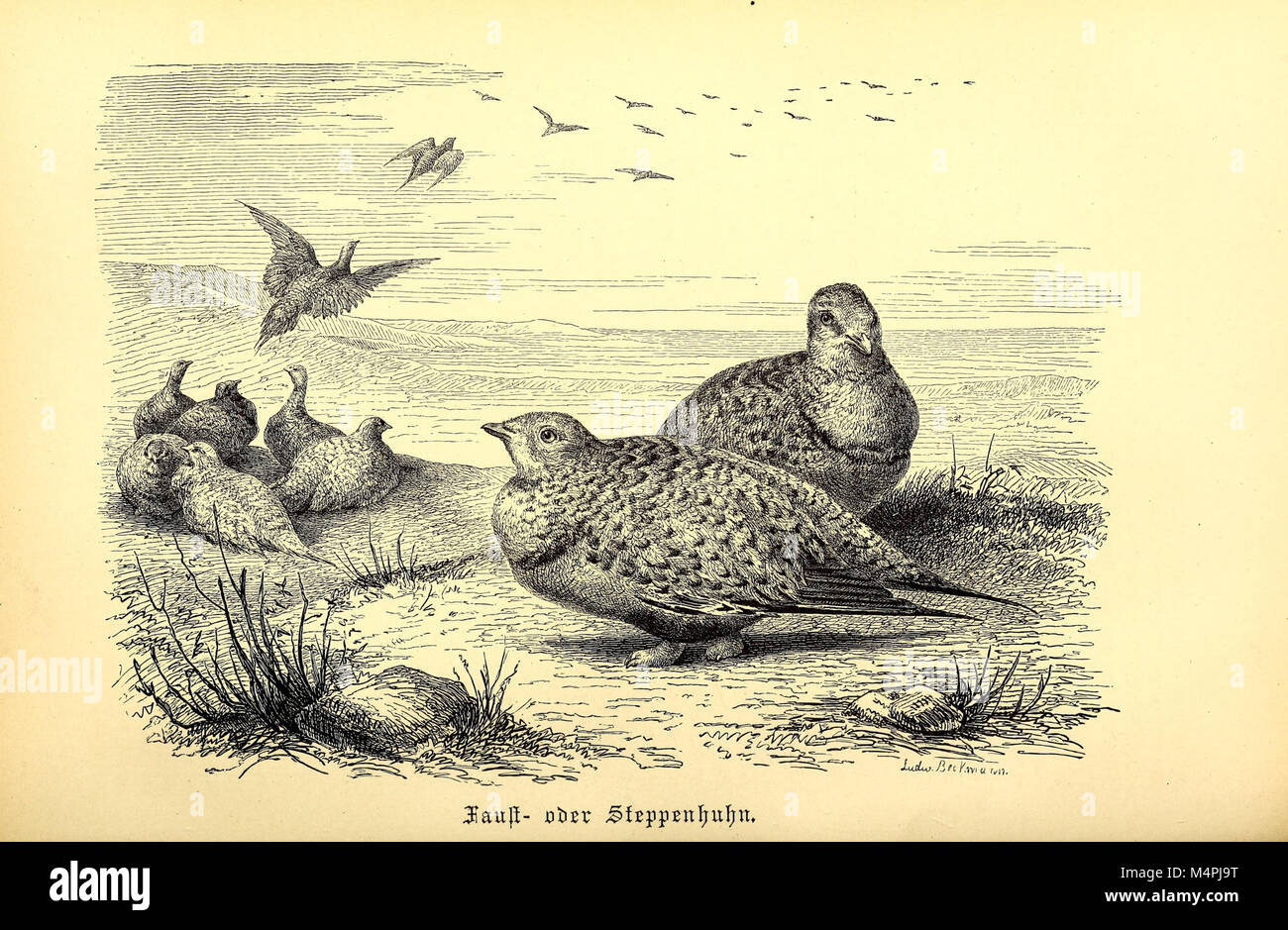 *Brehms Tierleben* (1891) is an extensive work on animal life ...