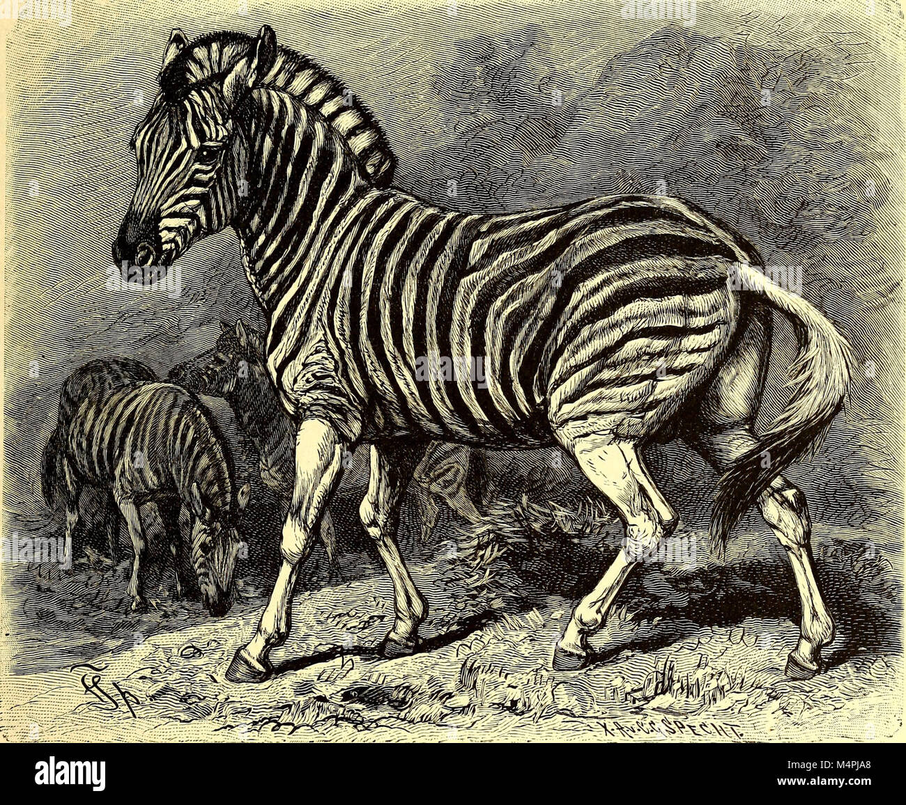 Brehm's Tierleben (1891) is an extensive work on animal life, featuring ...