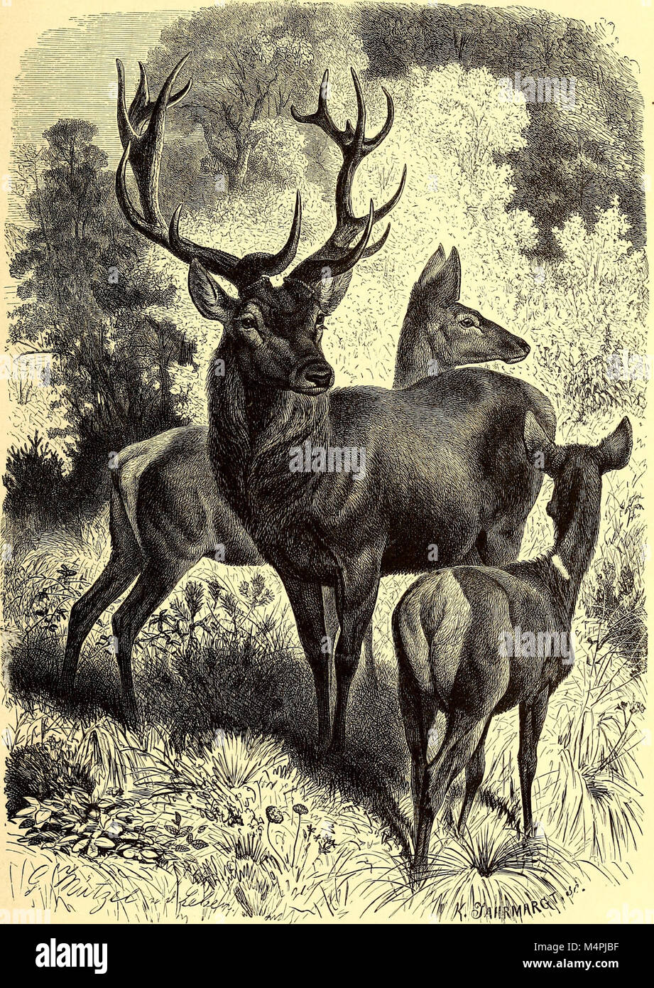 Brehm's 'Tierleben' (1891) is a comprehensive work on the animal ...