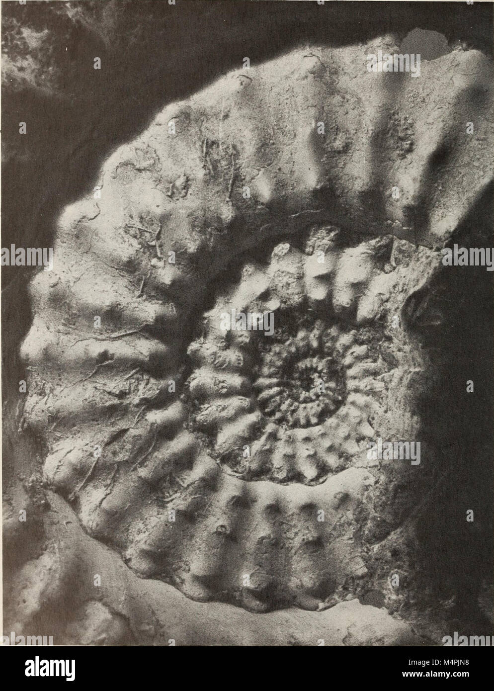 Annals of the South African Museum - Annale van die Suid-Afrikaanse ...