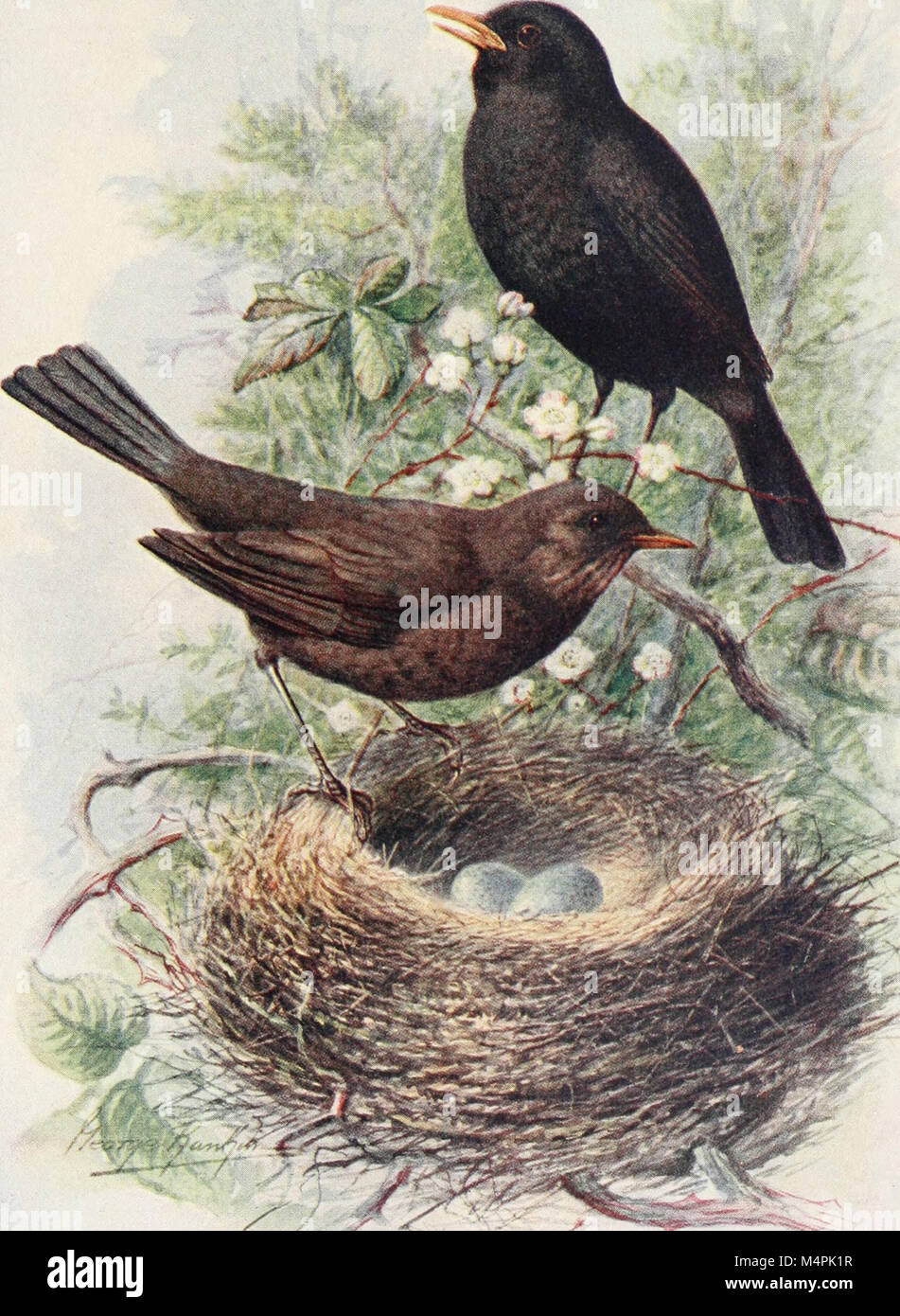 A 1910 publication that explores bird species native to Britain ...