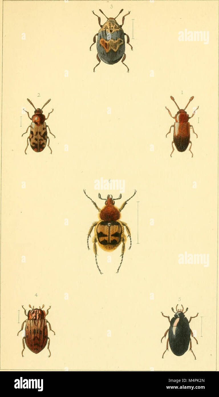 'British Beetles' (1866) offers an introduction to the study of ...