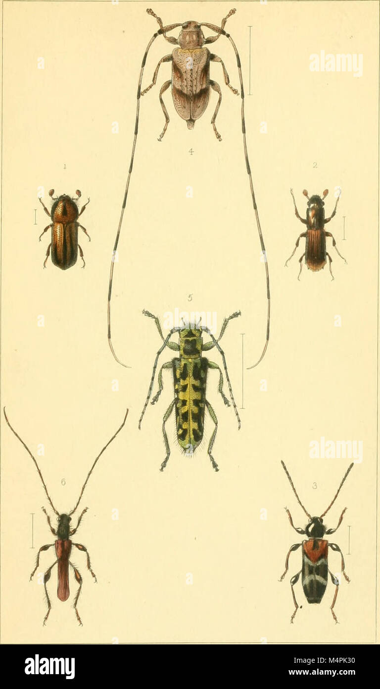 *British Beetles* (1866) is a comprehensive guide to the indigenous ...