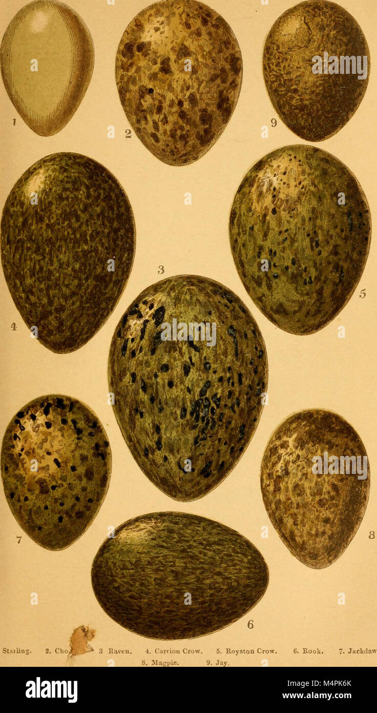 This 1870 publication offers a detailed description of British bird ...