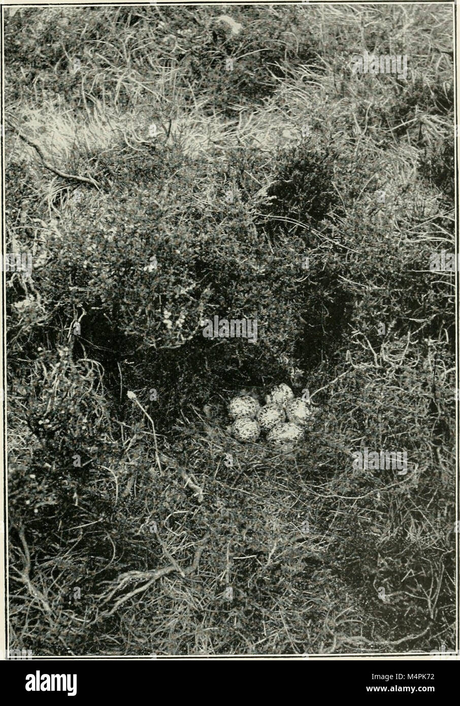 This 1898 guide to British bird nests offers detailed information on ...