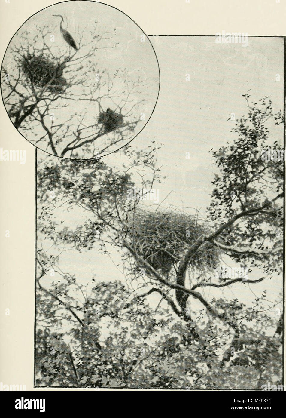 British birds' nests; how, where, and when to find and identify them ...