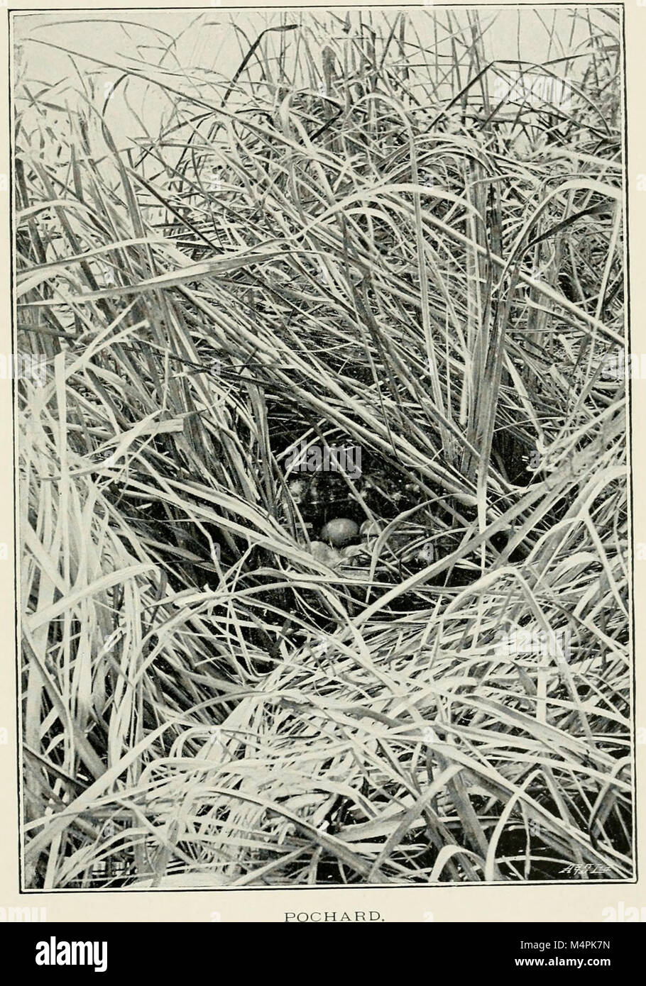 British birds' nests; how, where, and when to find and identify them ...