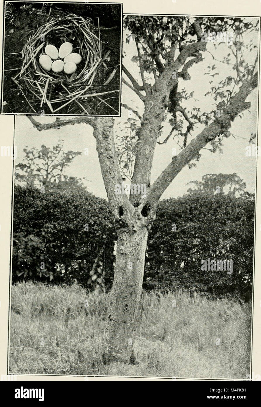 A 1898 guide to identifying and locating the nests of various British ...