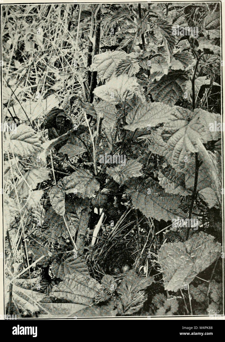 This book provides insights into finding and identifying bird nests in ...