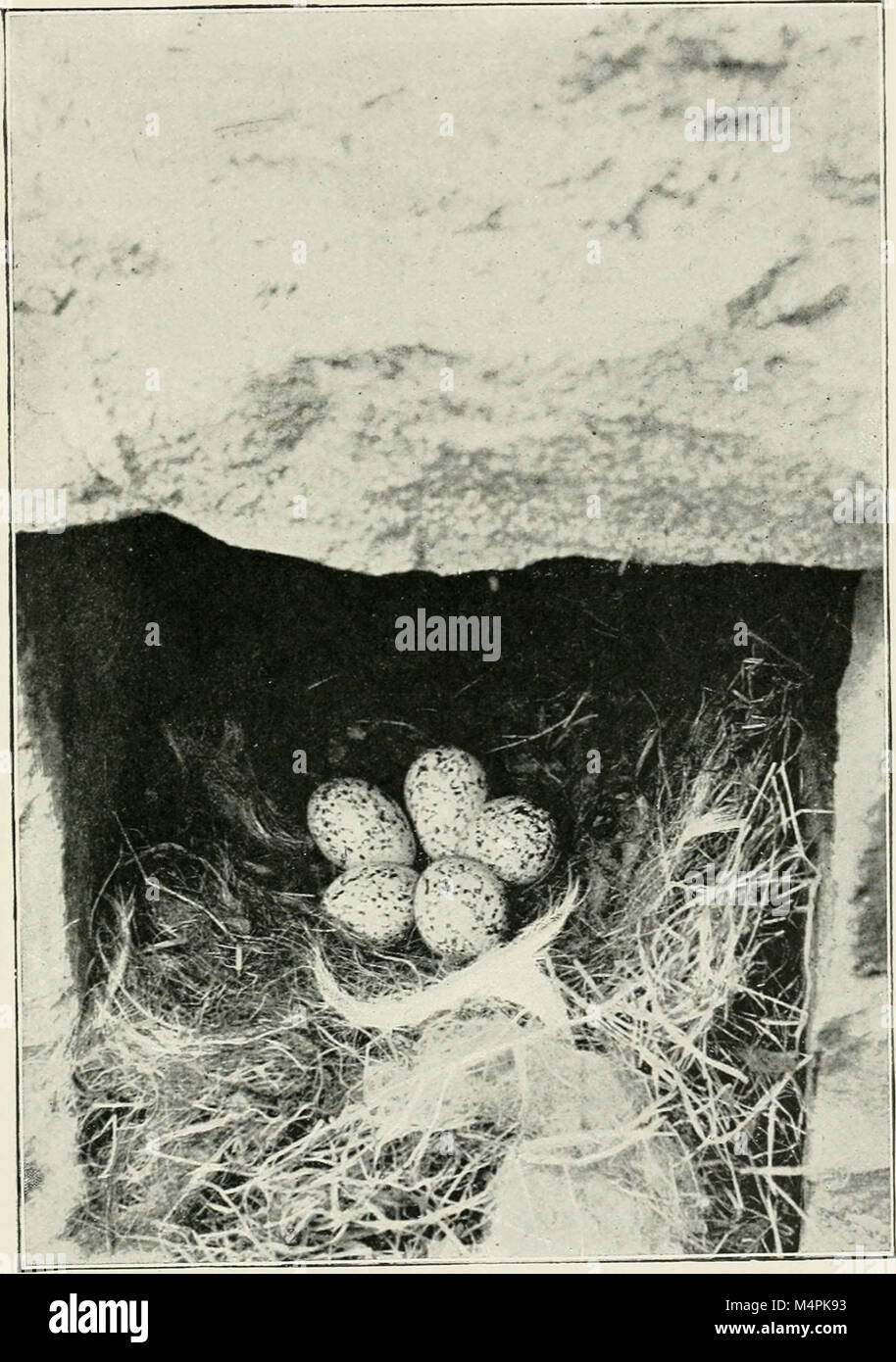 This 1898 guide provides detailed instructions on identifying and ...